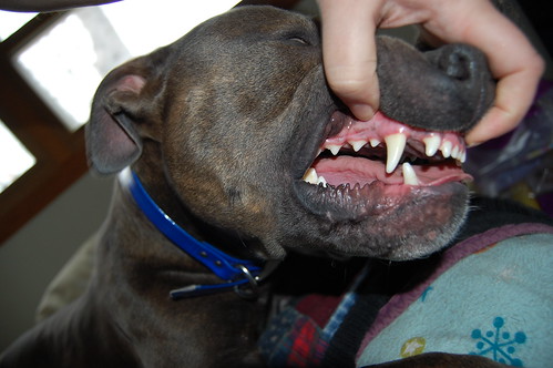 5 Razas De Perros Peligrosos